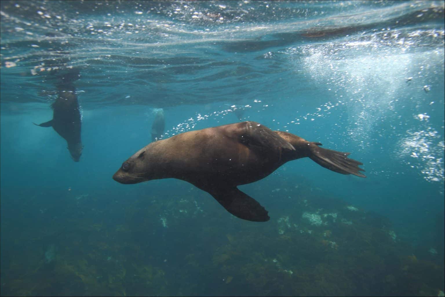Galapagos Penguin Animal Facts - Spheniscus mendiculus - A-Z Animals