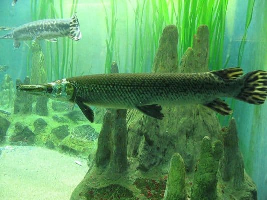 Gar Animal Facts - Lepisosteidae - A-Z Animals