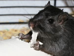 Gerbil Animal Pictures | A-Z Animals