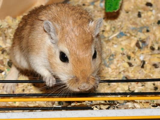 Gerbil Animal Pictures | A-Z Animals