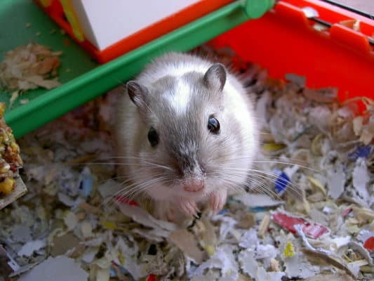 Gerbil vs Mouse: Key Differences Explained - A-Z Animals