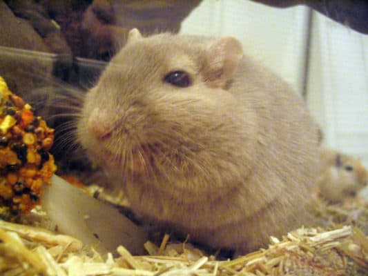 Gerbil Animal Pictures | A-Z Animals