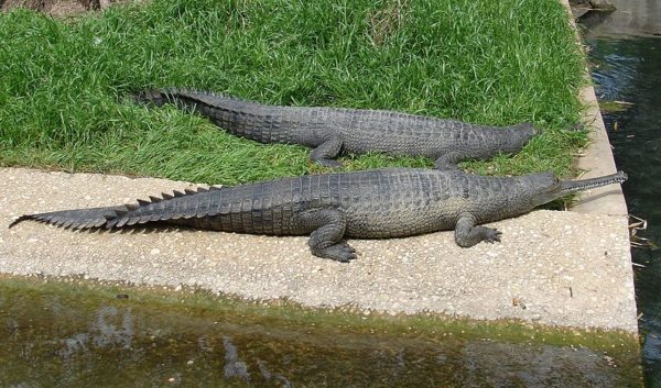 Gharial Animal Facts - Gavialis gangeticus - A-Z Animals
