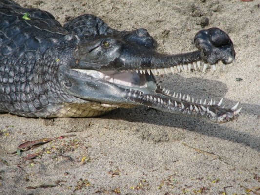 Gharial Animal Facts - Gavialis gangeticus - A-Z Animals