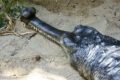 Gharial Animal Facts - Gavialis gangeticus - A-Z Animals