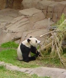 Giant Panda Bear Animal Facts - Ailuropoda melanoleuca - A-Z Animals