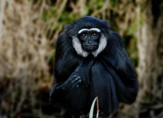 Gibbon Animal Facts - Hylobatidae - A-Z Animals
