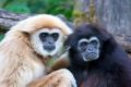 Gibbon Animal Facts - Hylobatidae - A-Z Animals