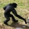 Bipedal Animals: Incredible Creatures That Walk on Two Legs - A-Z Animals