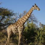The Tallest Giraffe Ever Was 20 Feet High! - A-Z Animals Slideshows