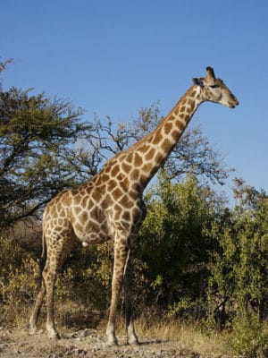 Giraffe Animal Pictures | A-Z Animals