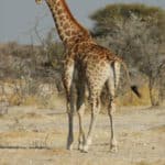The Tallest Giraffe Ever Was 20 Feet High! - A-Z Animals Slideshows