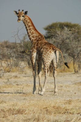 Giraffe Animal Pictures | A-Z Animals