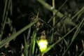 Glow Worm (Arachnocampa luminosa) | Incredible Facts | A-Z Animals