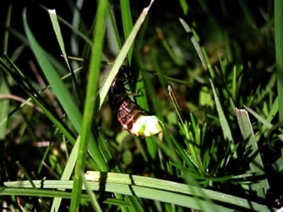 Glowworm Animal Facts - A-Z Animals