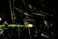 Glow Worm (Arachnocampa luminosa) | Incredible Facts | A-Z Animals