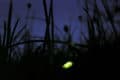 Glow Worm (Arachnocampa luminosa) | Incredible Facts | A-Z Animals
