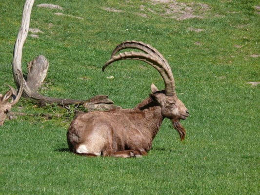 Goat Animal Pictures | A-Z Animals
