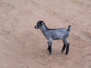 Goat Animal Pictures | A-Z Animals