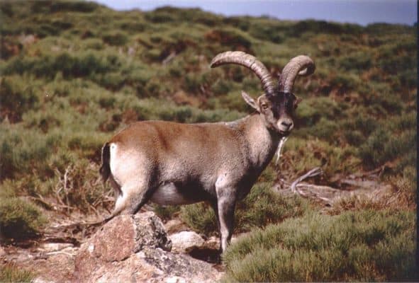 Goat Animal Pictures | A-Z Animals