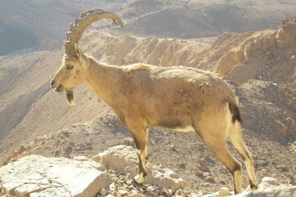 Goat (Capra Aegagrus Hircus) | AZAnimals.com