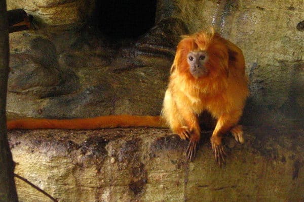 Golden Lion Tamarin (Leontopithecus Rosalia) | AZAnimals.com