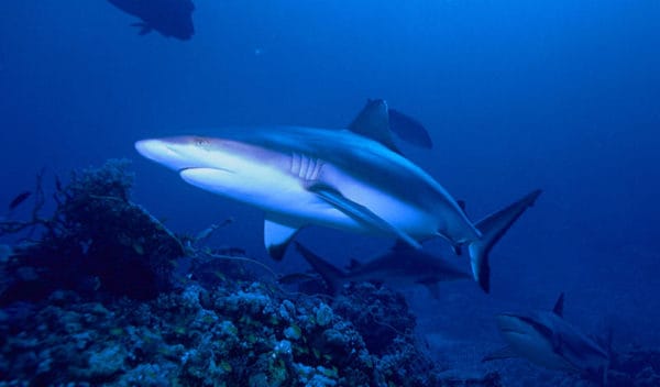Discover 5 Sharks Found in Australia - A-Z Animals