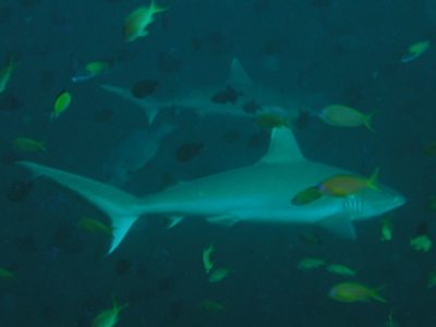 Grey Reef Shark Animal Facts - Carcharhinus amblyrhynchos - A-Z Animals