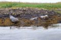 The Incredible Wildlife on the Isle of Skye - A-Z Animals