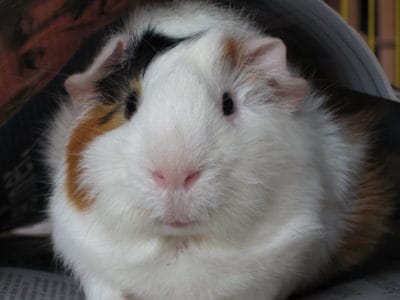 Guinea Pig Animal Pictures | A-Z Animals