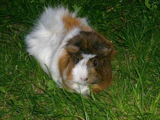Guinea Pig Animal Pictures | A-Z Animals