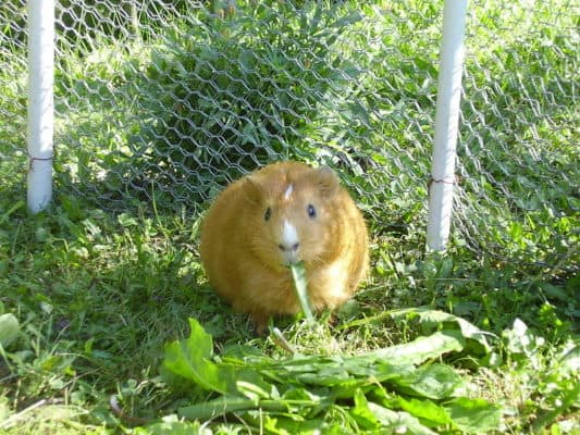 Guinea Pig Animal Pictures | A-Z Animals
