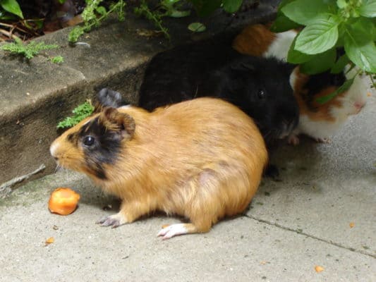 Guinea Pig Animal Pictures | A-Z Animals