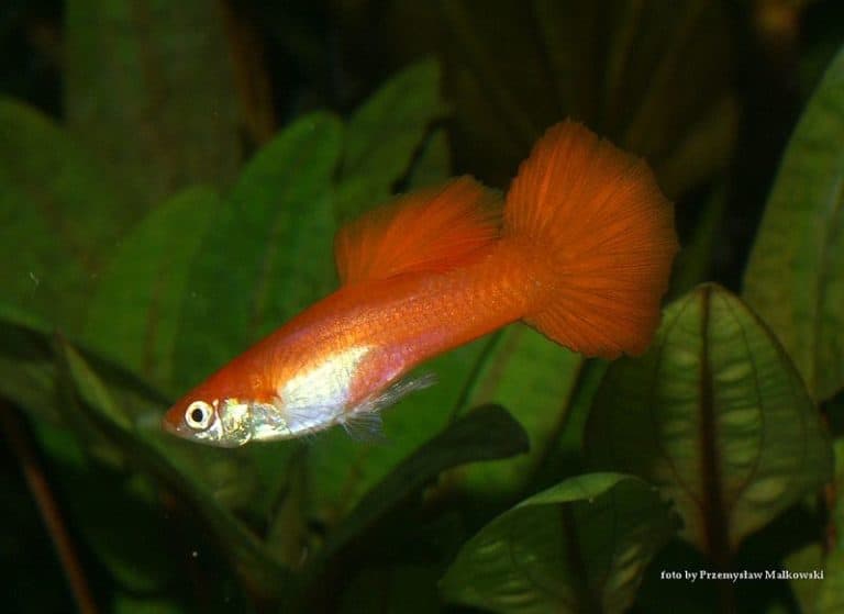 10 Gorgeous Orange Colored Fish (With Pictures!) - A-Z Animals