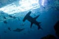 Discover How and Why Hammerhead Sharks Got Their Famous Heads - A-Z Animals