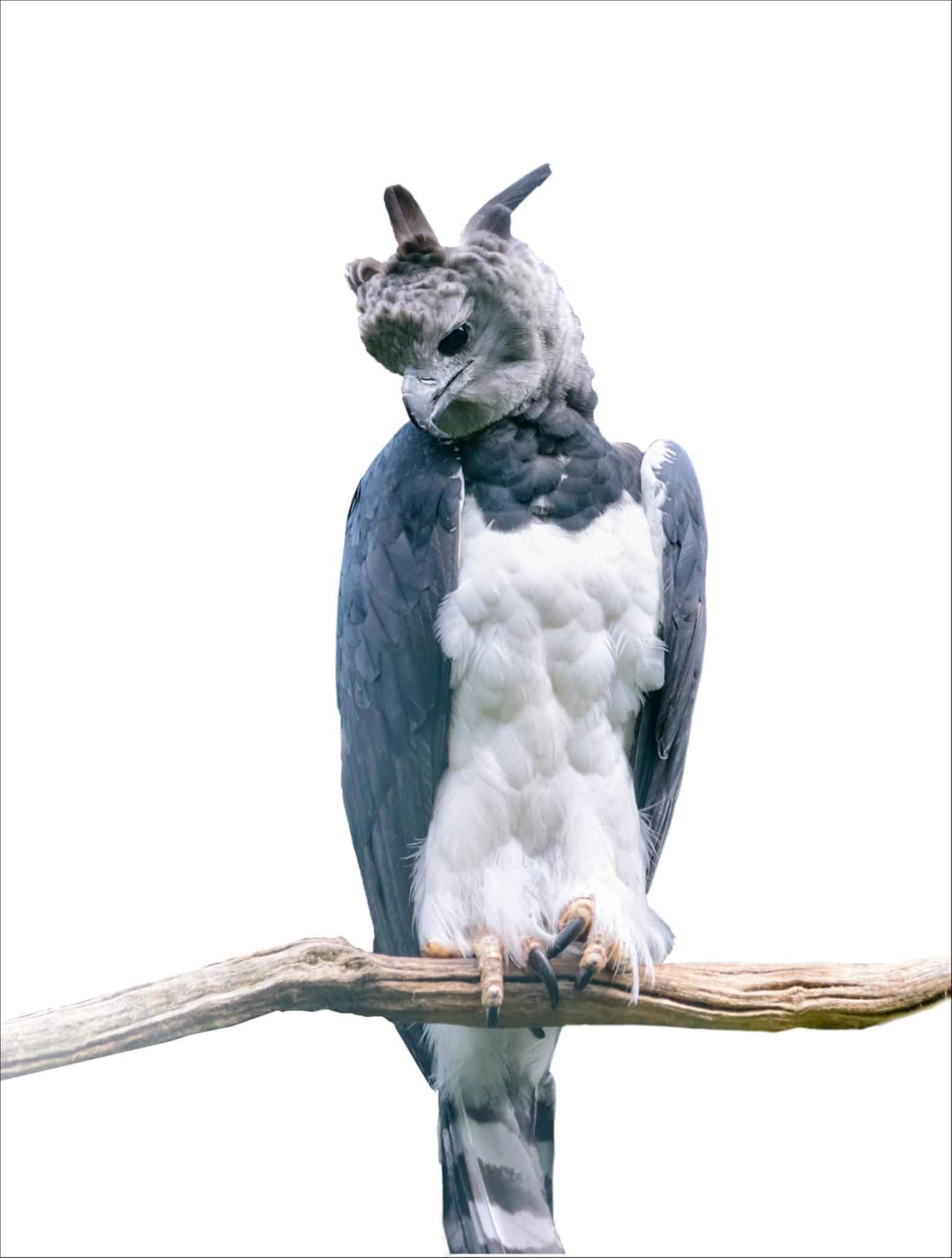 Harpy Eagle Vs. Philippine Eagle: What Are 7 Key Differences? - A-Z Animals