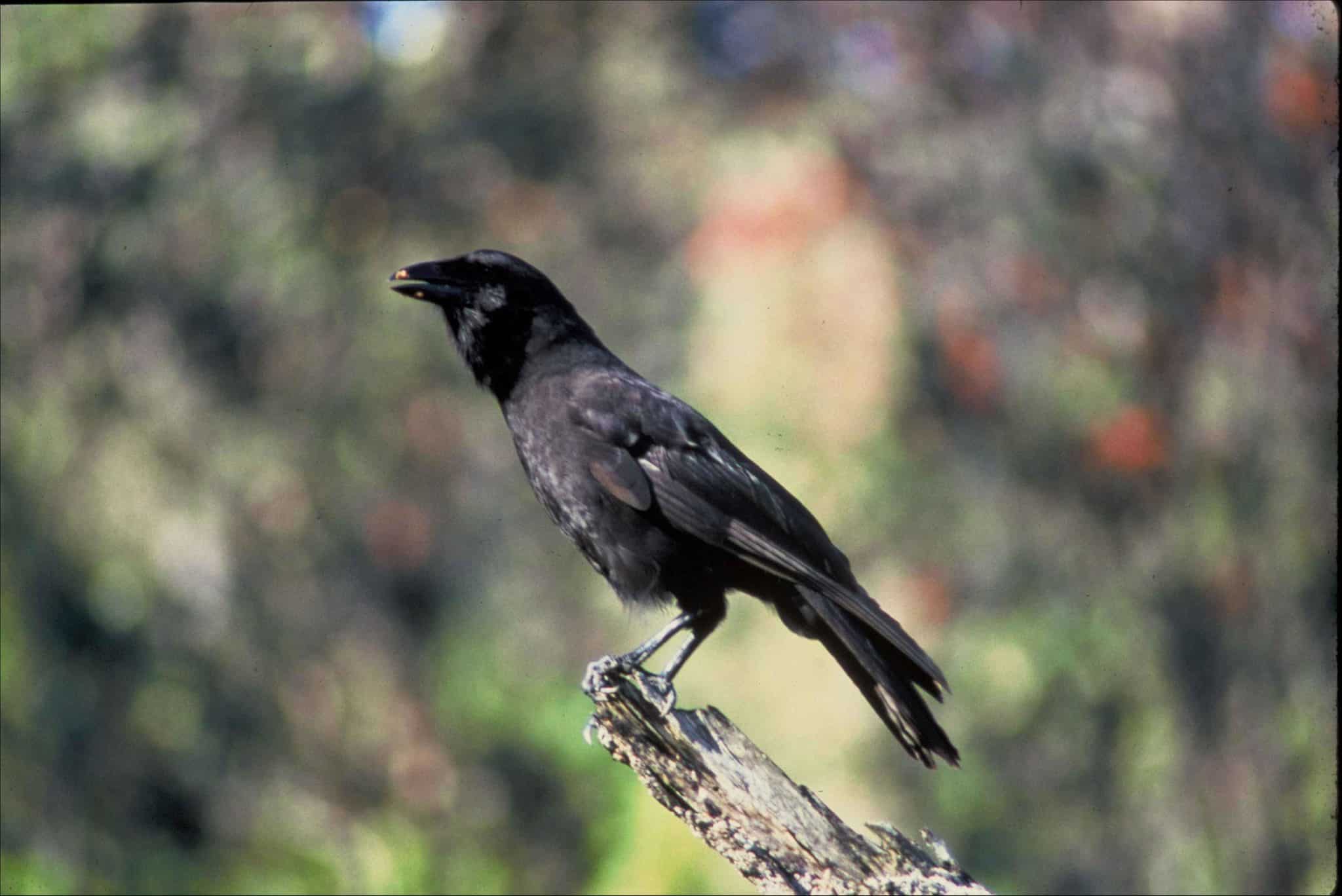 Hawaiian Crow Bird Facts - Corvus Hawaiiensis - A-Z Animals