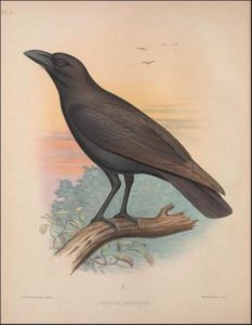 Crow Bird Facts - A-Z Animals