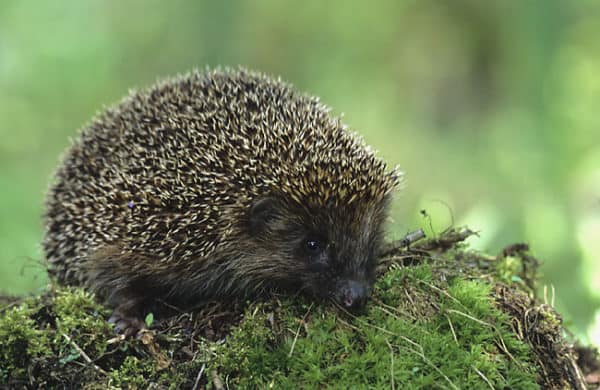 Hedgehog Animal Pictures | A-Z Animals