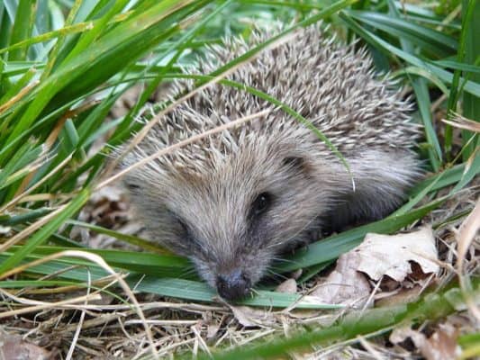 Hedgehog Animal Pictures | A-Z Animals