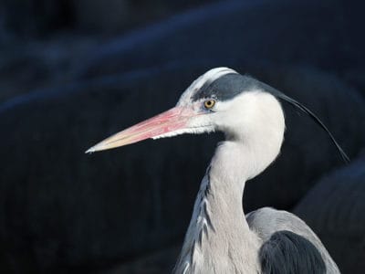 Heron Animal Pictures | A-Z Animals