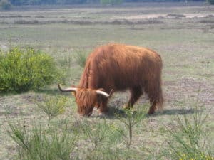 Highland Cattle Animal Facts - Bos taurus - A-Z Animals