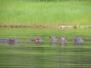 Hippopotamus Animal Facts - Hippopotamus amphibius - A-Z Animals