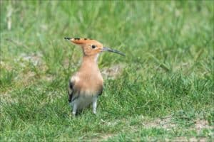 Hoopoe Animal Facts - Upupa epops - A-Z Animals