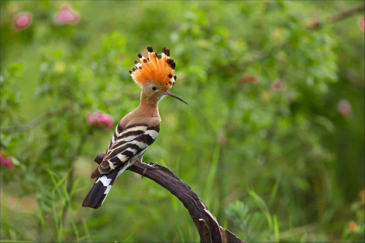 Hoopoe Bird Facts - A-Z Animals