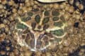 Horned Frog (Ceratophrys Ornata) | AZAnimals.com