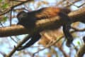 10 Key Facts About Howler Monkeys - A-Z Animals