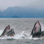 Humpback Whale Sightings Spiking in These Coastlines - A-Z Animals ...