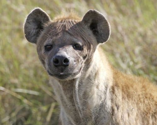 Hyena Animal Facts - Hyaenidae - A-Z Animals