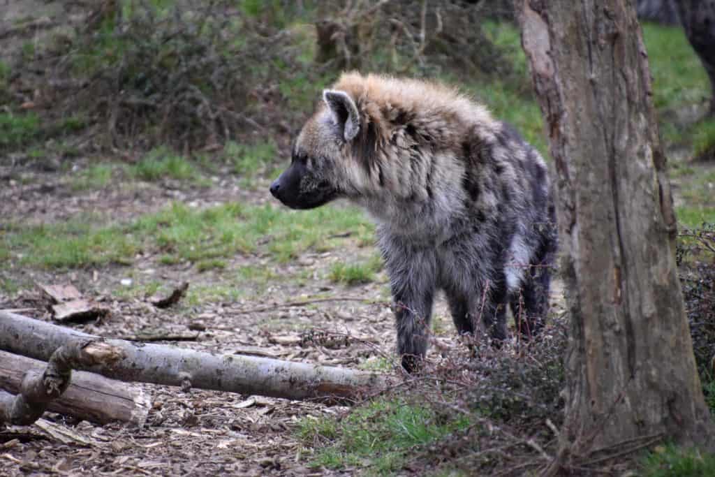 Hyena Animal Facts - Hyaenidae - A-Z Animals